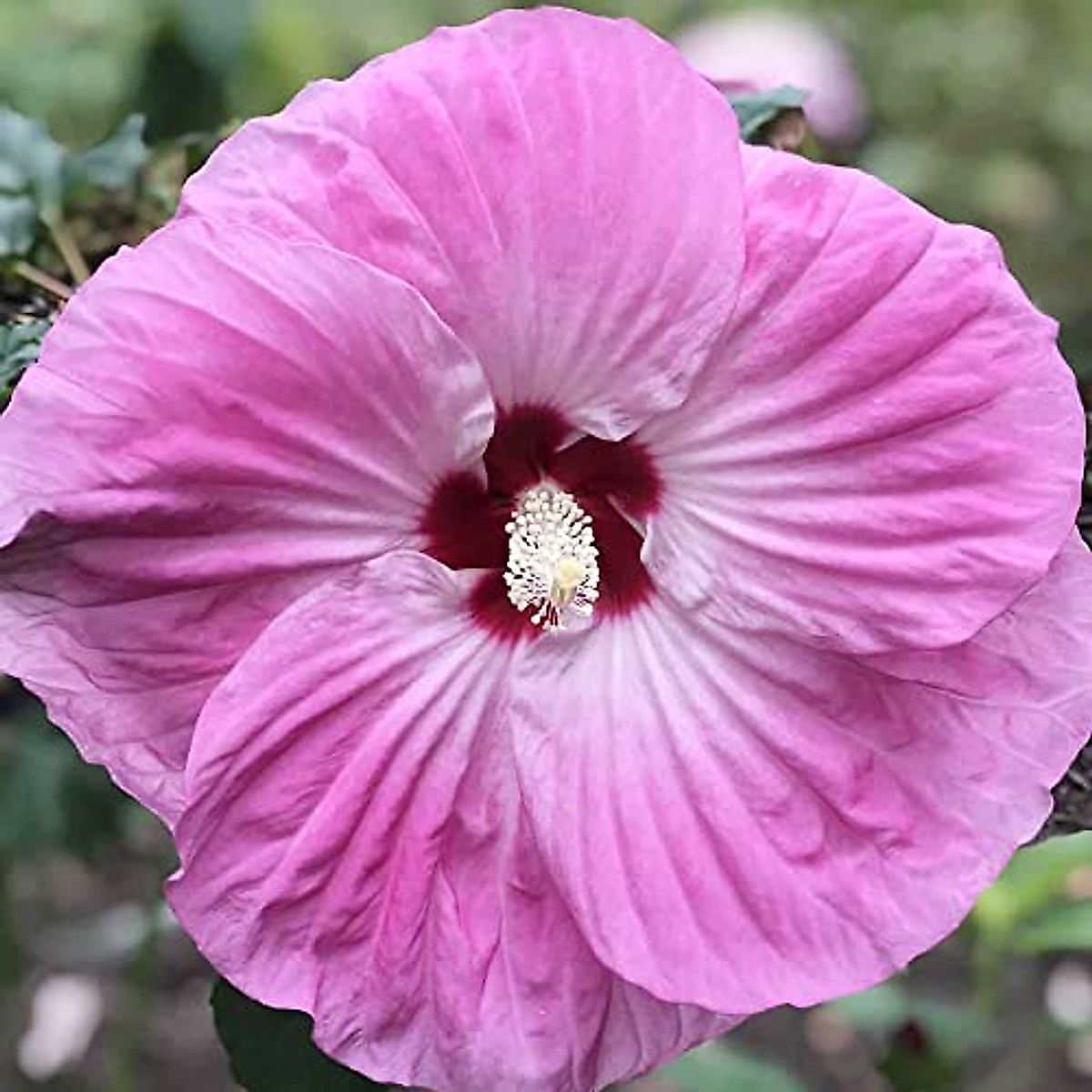 YEGAOL Garden 10Pcs Dinner Plate Hibiscus Seeds Perennial Non-GMO Easy to Grow Hardy Huge Flower Home Garden Plant Flower Seeds