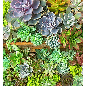 Seeds Of Strength 200+ Mixture Succulent Plants Seeds Bonsai Pot Flower for DIY Home Garden