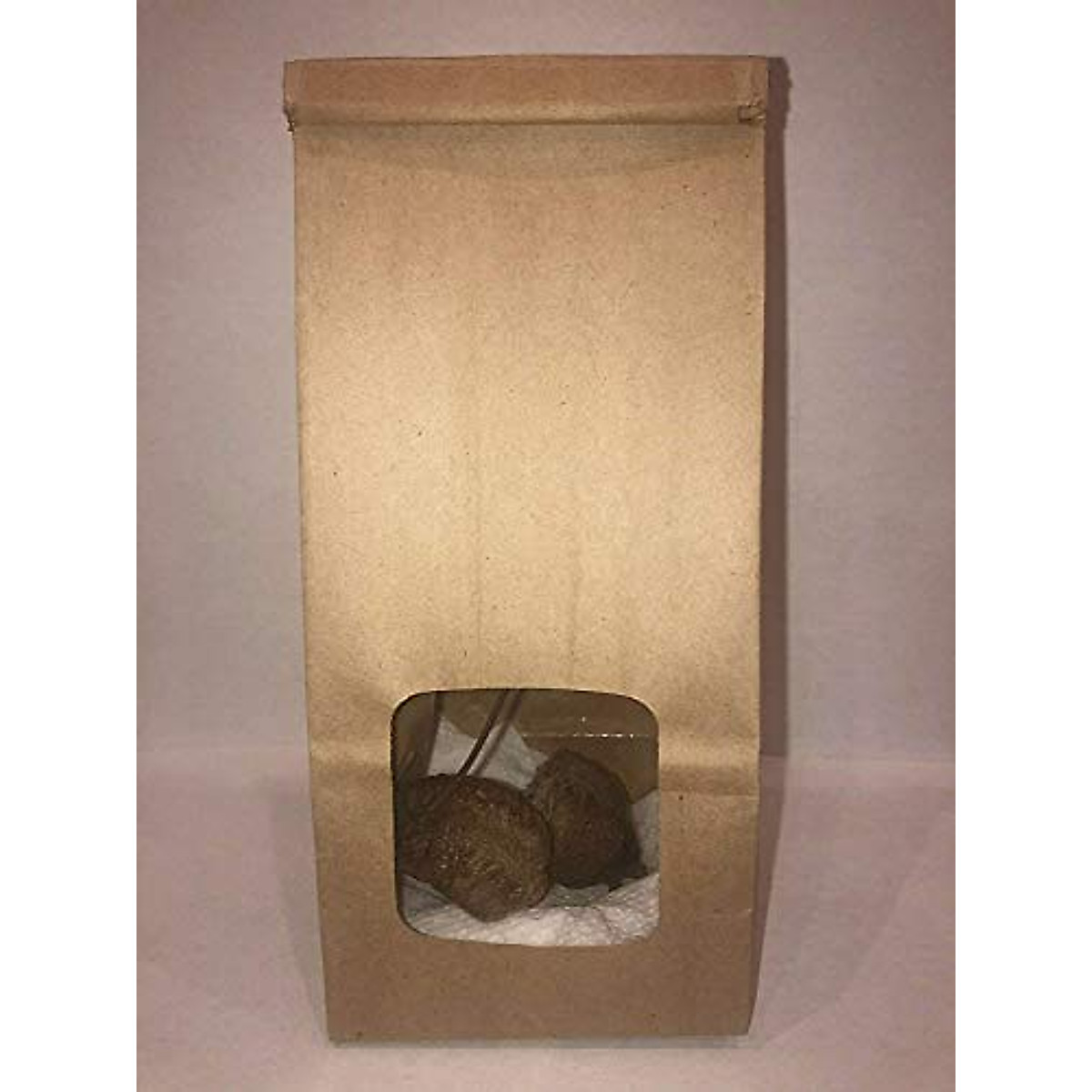 2 Live Large Chinese Ootheca Praying Mantis Eggs Fresh + Free Hatching Bag