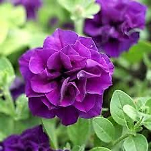 100 Double Wave Blue Velvet Petunia Seeds