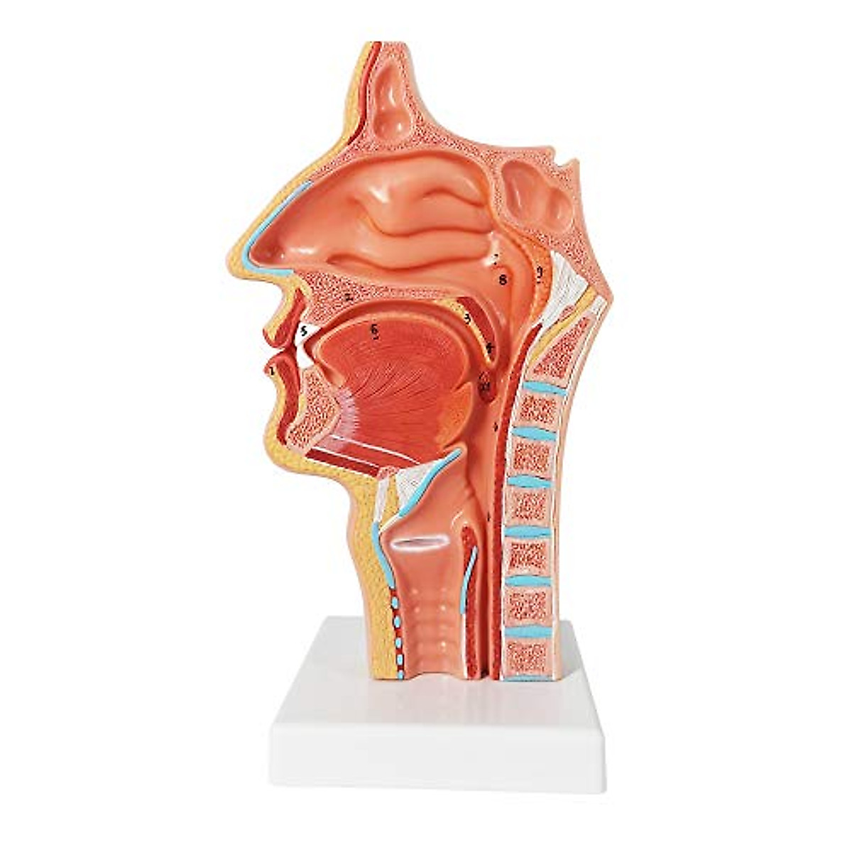 Evotech Life Size Nasal Oral Cavity Throat 1:1 Human Nasopharynx Laryngopharyngeal Nasal Cavity, Oral Cavity, Pharynx, Larynx, Anatomical Model,