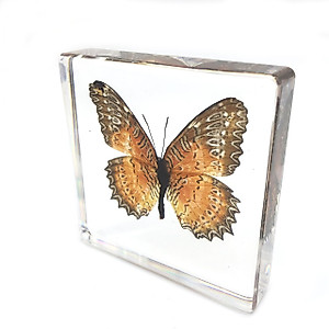 Real Butterfly Specimen Specimens Paperweight Paperweights Collection Display(3x3x0.6")