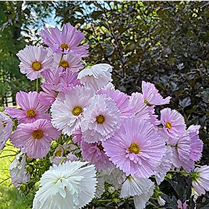 Rare Blush Pink Cosmos Seeds for Planting Outdoors 300 Seeds Non-GMO Cupcakes Cosmos Seeds