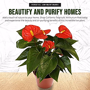 California Tropicals Anthurium Red - Live House Plants Indoor, 4 Inch Pot for Easy Care, Perfect for Office, Home & Flamingo Decor, Real Plant, Plant Gift, Flowering Plants, Sympathy Flowers