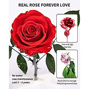 Preserved Rose, Preserved Flowers for Delivery Prime, Single Rose Flower Gifts for Women, Real Rose Gifts for Her, Birthday Gifts, Valentines Flowers for Girlfriend - Red Rose