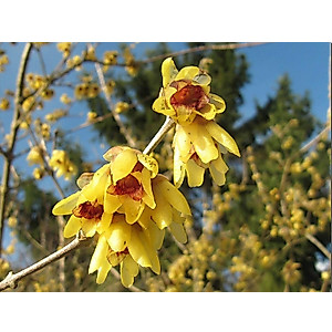 Wintersweet Tree Seeds - 30 Seeds to Plant - Chimonanthus praecox - Ships from Iowa, USA