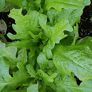 CHUXAY GARDEN Oakleaf Lettuce,Green Oak Leaf Lettuce Seed 100 Seeds Green Non-GMO Organic Vegetable Healthy Delicious Vegetable Fast Growing