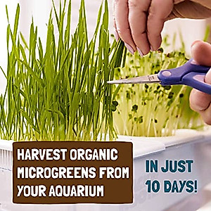Back to the Roots Indoor Aquaponic Garden and Fishtank - 3 Gallon Self Watering, Mess-Free Planter and Self-Cleaning Fishtank for Herbs, Microgreens, Bamboo, Succulents, and Houseplants, support Fish