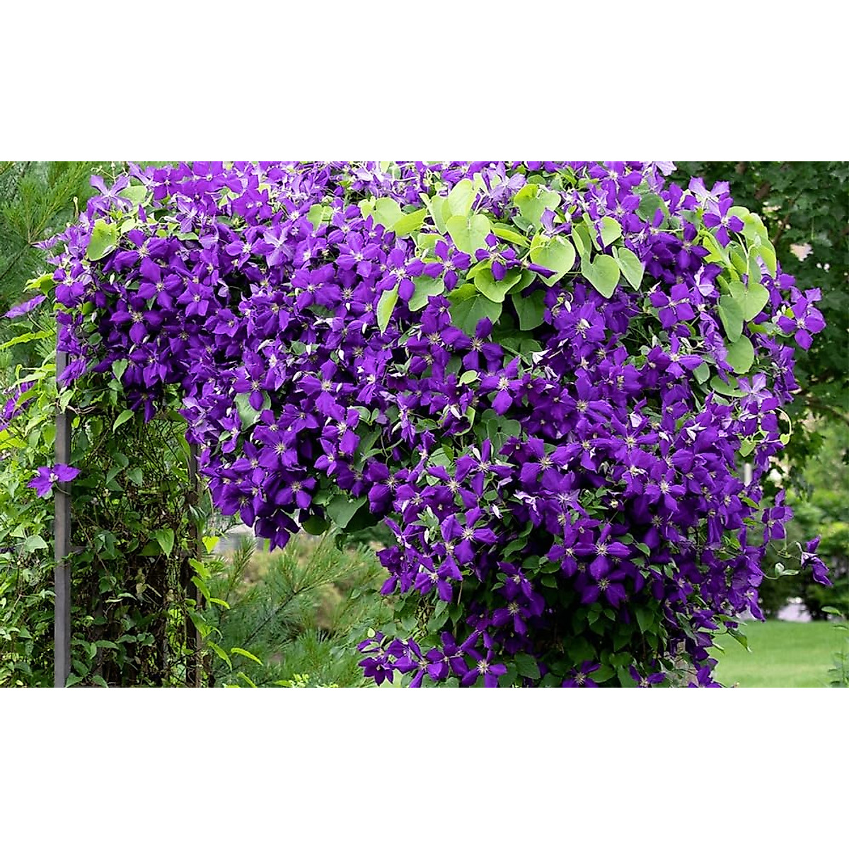200+ Clematis Vine Plant Seeds - Mixed Color Clematis Vine Large Blooms Perennial Vine Clematis Flower Seeds for Planting