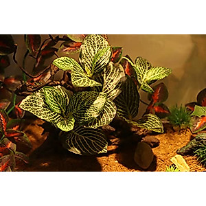 HRRIVE Reptile Rain Forest Ground Plants Decorations for Lizard Snake Bearded Dragon Crested Gecko Amphibian and Terrarium Habitat Decor