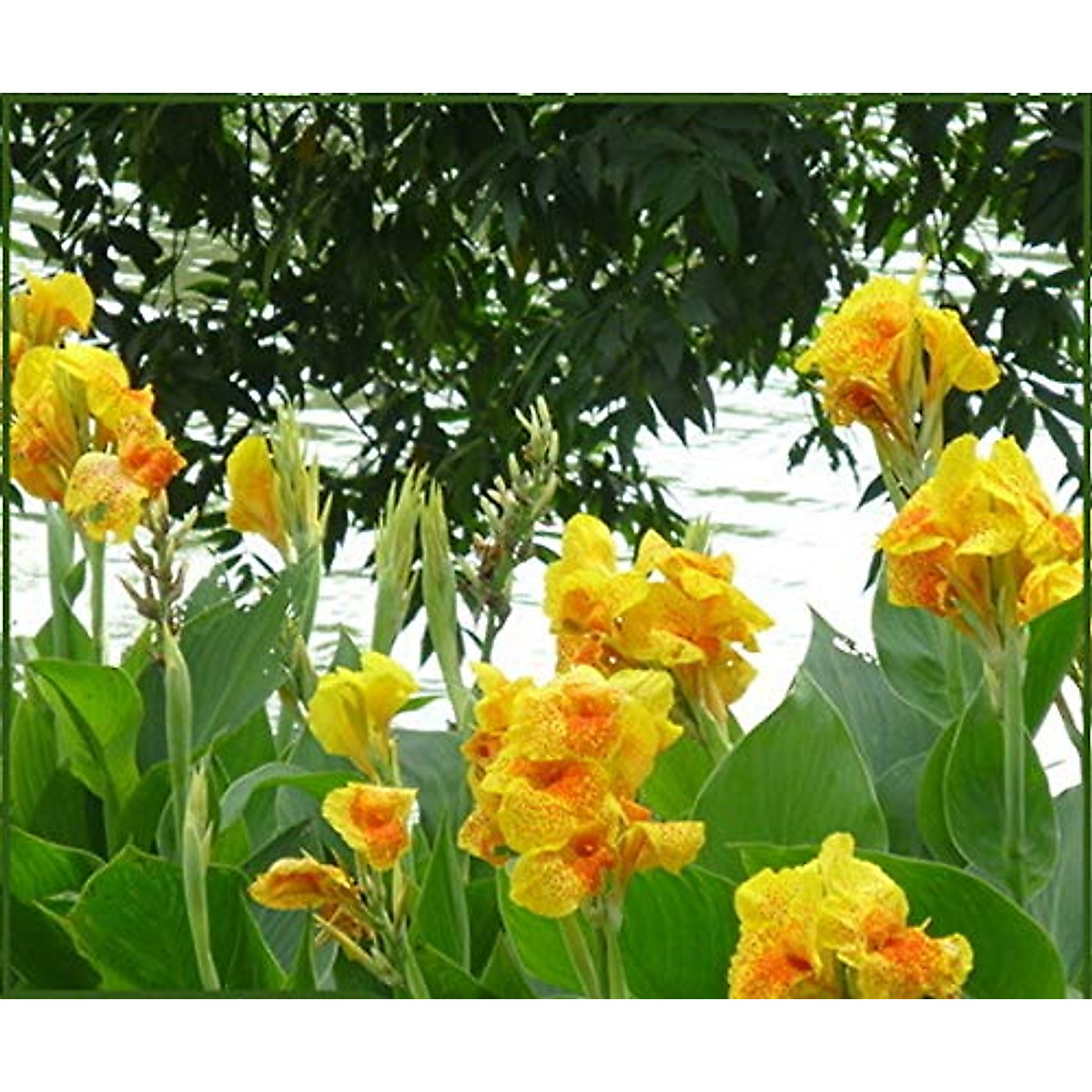 20+ Mixed Canna Lily Flower Seeds Perennial Beautiful Bonsai Plant Home Garden Decor