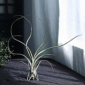 4 Packs Airplant Plants Holder Metal Base Geometric Air Plants Stand Tabletop Air ferns Planter Rack White Tillandsia Display Containers Himmeli Decor .