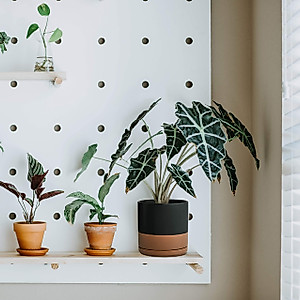 D'vine Dev 6 Inch Ceramic Planter Pot with Drainage Hole and Saucer, Indoor Cylinder Round Planter Pot, Black/Speckled Tan, 94-O-S-7