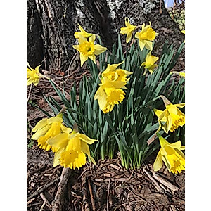Dutch Master Daffodil 50 Bulbs -Deer & Rodent Resistant - 14/16 cm Bulbs