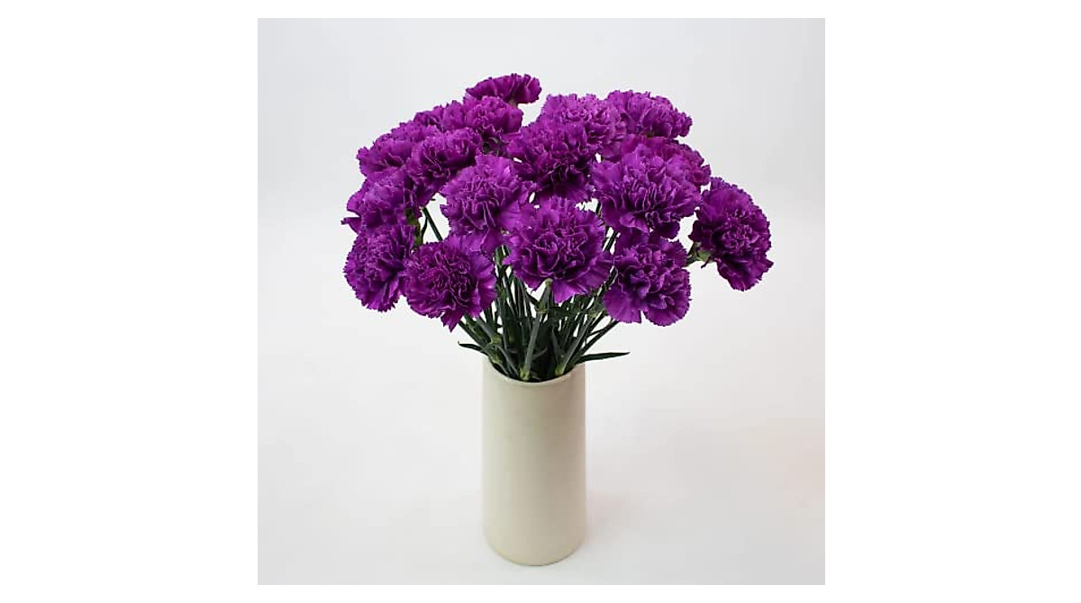 CHUXAY GARDEN Dark Purple Carnation Seeds - Easy Care
