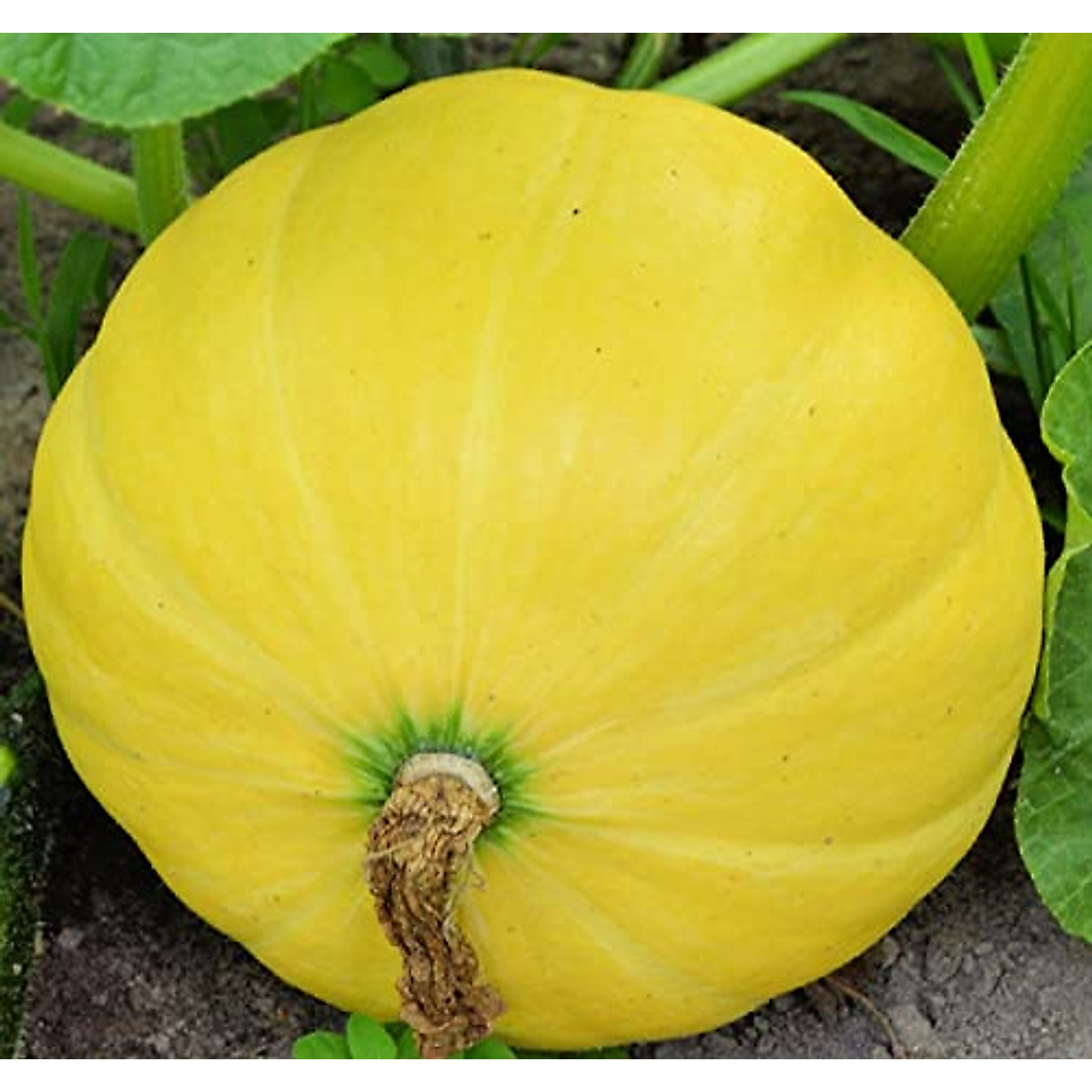 Instant Latch 20 Yellow Paris Pumpkin Seeds NonGMO Heirloom Fresh Garden Seeds
