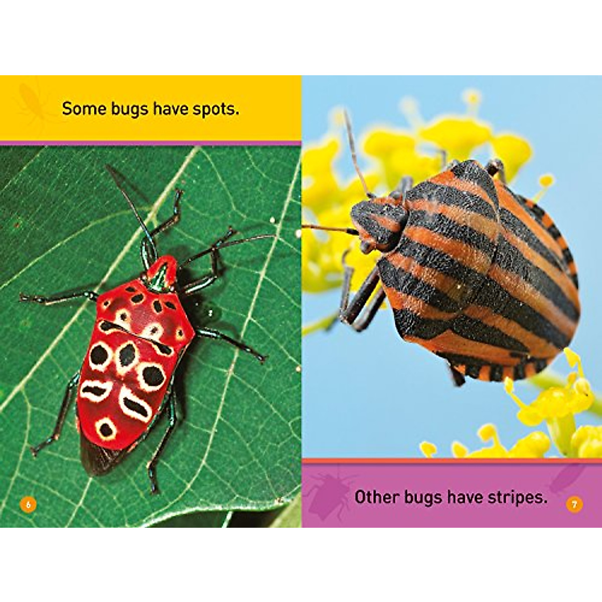 Bugs! (National Geographic Kids Readers, Pre-Reader)