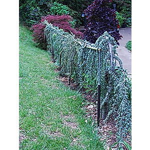 Weeping Blue Atlas Cedar 3 - Year Live Tree