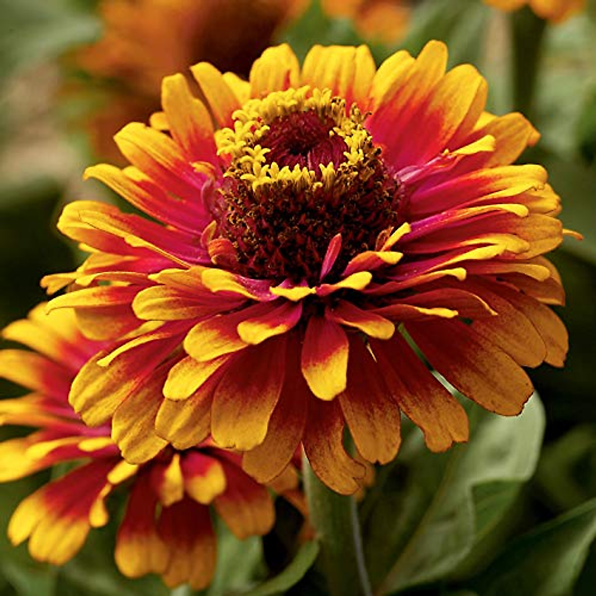 Outsidepride Zinnia Zowie Yellow Flame Heat & Drought Tolerant Garden Cut Flowers - 30 Seeds