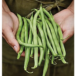 Burpee Blue Lake 47 Bush Bean Seeds 8 ounces of seed