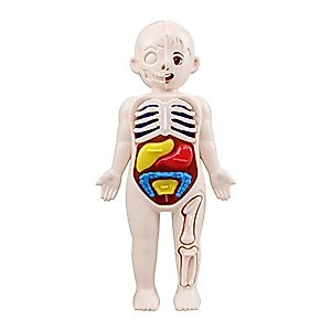 cdar Human Body Model for Kids,Human Torso Anatomy Model with Heart Brain Skeleton Head Model,Education Display 1 Set