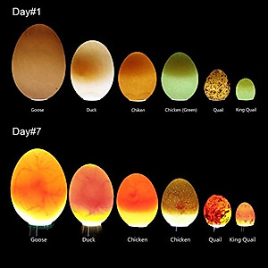 ZZBUY Egg Candler, Egg Incubator Light【2024 Upgraded Charger】,Egg Candler candling Checker Light for Chicken Quail Dark Canary Pigeon All Eggs Battery Powered(Include Egg Candling Guide)