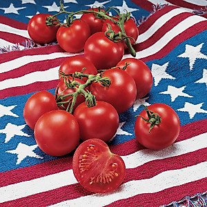 Burpee 'Fourth of July' Hybrid | Red Slicing Tomato | 50 Seeds