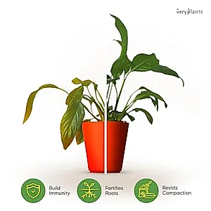 Molly's Aroid Mix - Premium Soilless Chunky Potting Mix for Tropical and Indoor Plants - Contains Orchiata Bark, Coco Chips, Worm Castings, Horticultural Charcoal, Mycorrhizae 10 Dry Quarts (11L)