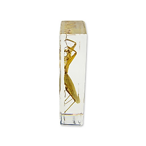 REALBUG Praying Mantis Paperweight (1 5/8 x 4 3/8 x 1 1/8")