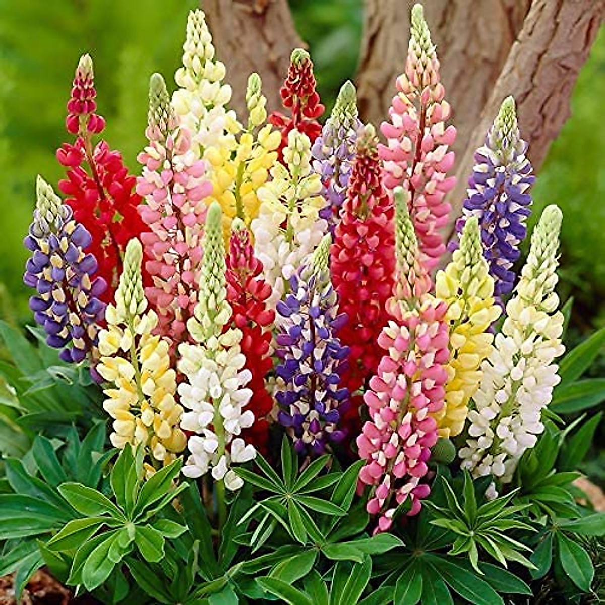 1Package of 25000-500000 Seeds, Perennial Wildflower Mixture (100% Pure Live Seed) Non-GMO Seeds (50g)