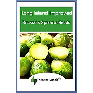 250 Long Island Brussels Sprouts Seeds | Non-GMO | Fresh Garden Seeds