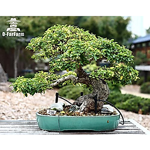O-FarFarm Bonsai Soil Mix Ready to Use 2 Quart, Fast Draining All Purpose Potting Soil for Bonsai Tree, Ideal for Root Development, Made from Akadama, Lava Rock, Pumice and Pine Barks
