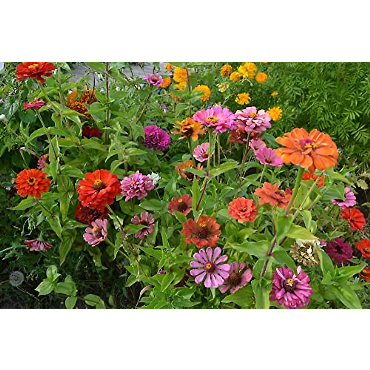 "Button Box Mix" Zinnia Seeds for Planting, 100+ Flower Seeds Per Packet, (Isla's Garden Seeds), Non GMO & Heirloom Seeds, Botanical Name: Zinnia elegans, Great Home Garden Gift