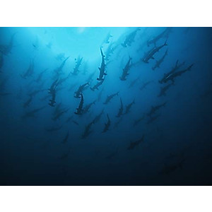 GoPro Protective Housing (HERO11 Black/HERO10 Black/HERO9 Black) - Official GoPro Accessory