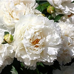 Peony Roots - Bowl of Cream - 10 Roots - White Flower Bulbs, Root Attracts Bees, Attracts Butterflies, Attracts Pollinators, Easy to Grow & Maintain, Fragrant, Container Garden