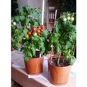 NIKA SEEDS - Vegetable Indoor Dwarf Tomato Santa Claus - 25 Seeds