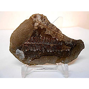 300 Million Yr Old Fern Fossil from Mazon Creek, Illinois w/Free Display Stand, Fact Sheet & 2nd Fossil