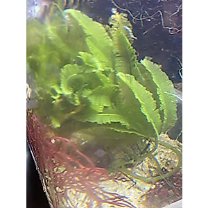 Live Saltwater Plant 5-7 inches Caulerpa Palm Tree Macroalgae Live Marine Plant Coral Reef Refugium Sump Display