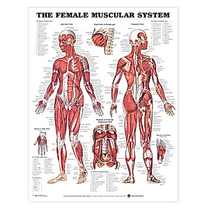 The Female Muscular System Anatomical Chart (9781587795657)