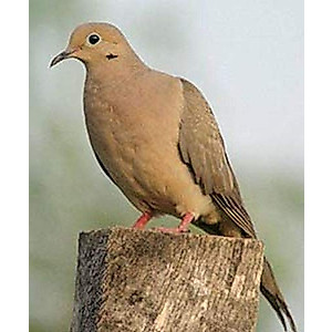 Proso Millet - Makes Great Amounts of Seeds for Birds - Beautiful in The Garden(100 - Seeds)