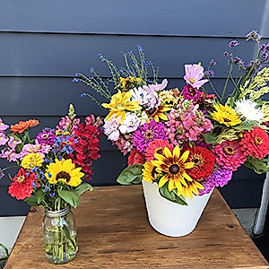 CHUXAY GARDEN Giant Allium-Allium Giganteum,Ornamental Onion 50 Seeds All Season Ornamental Onion Seed