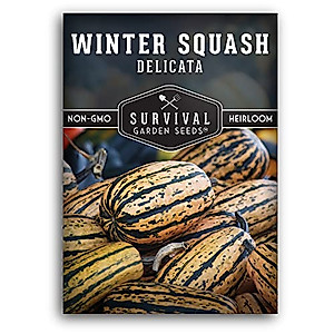 Survival Garden Seeds - Delicata Winter Squash Seed for Planting - Packet with Instructions to Plant and Grow Long-Lasting Winter Food Storage in Your Home Vegetable Garden - Non-GMO Heirloom Variety
