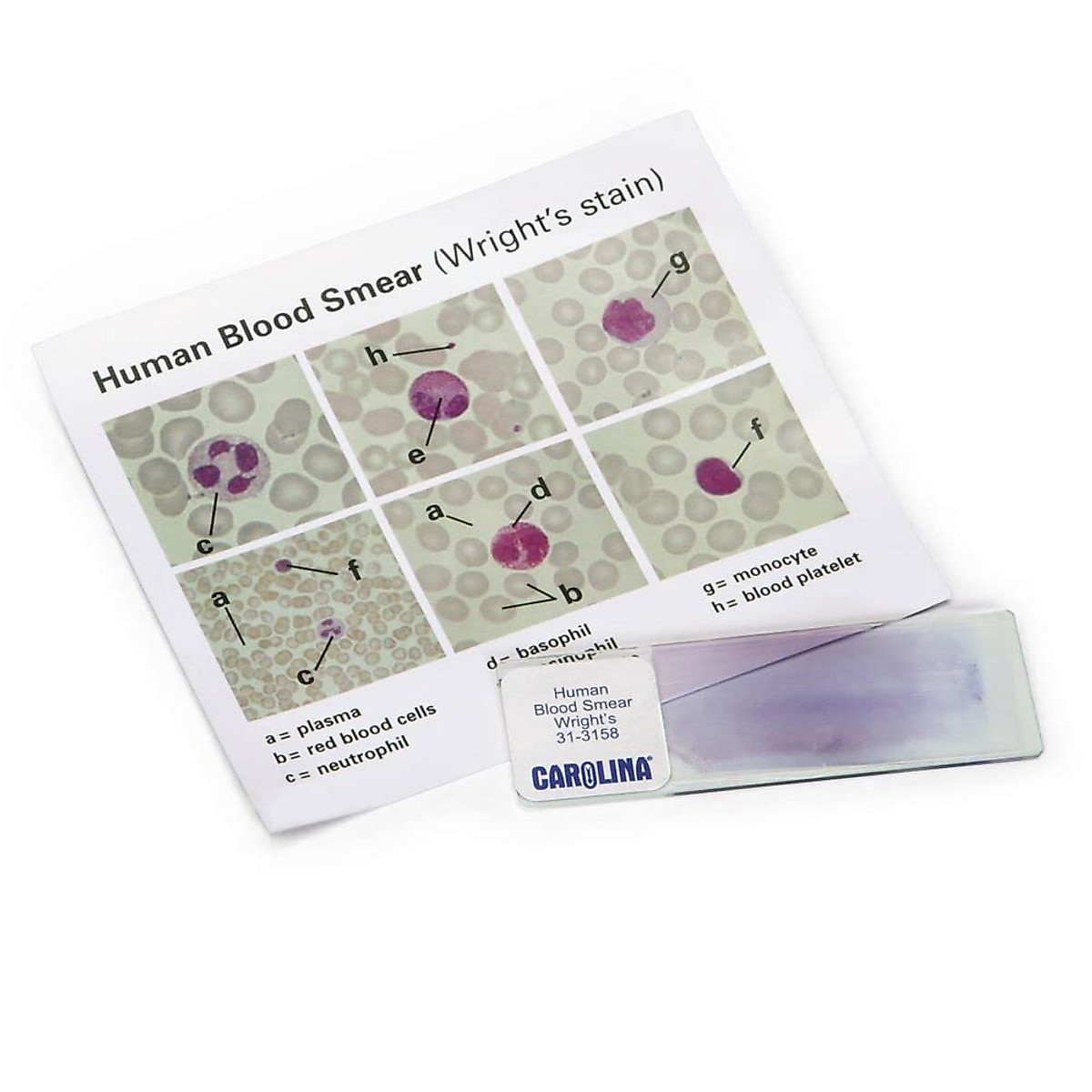 Human Blood Self-Study Kit, Microscope Slide
