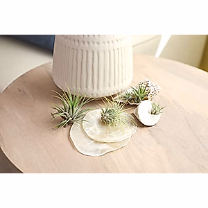 Tillandsia Air Plants Live Indoor Plants (6PK), Airplants Variety Live Plant Kit, Tropical Plants Live Houseplants, Air Plant Live Succulents Plants Live Plants Indoor House Plants by Plants for Pets