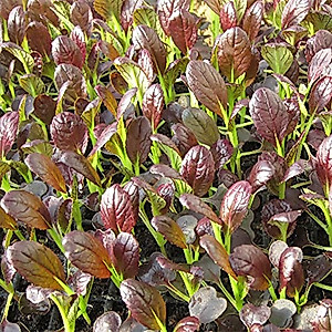 Cabbage Seeds - Pak Choi - Purple Shanghai - Hybrid - 2 g Packet ~300 Seeds - Non-GMO, F1 Hybrid - Asian Garden Vegetable