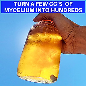 Mushroom Liquid Culture Premix 100 Grams - Evviva Sciences – Make Liters of Your Own Mushroom, Mycelium Liquid Cultures - Professional Lab Performance - Excellent for Mycology Projects