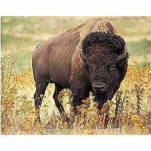 Wingkin Stamped Cross Stitch Kits American Bison Animal 11CT Advanced Pre-Printed Cross-Stitch Pattern Embroidery DIY Beginner Adults Kids Home Decoration （40x50cm）