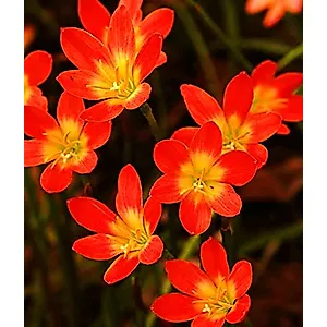 Zephyranthes Rain Lily snowdrops Bulbs for Planting Now Spring Flowering Bulbs Planting Can Grow Well in Flower Pots Spring Flowering（3bulbs）