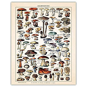 Botanical Wall Art - Mushroom Wall Decor Poster Prints: Vintage Wall Art for Bedroom, Bathroom, Kitchen & Office Decor, 11x14 Unframed Plant Poster