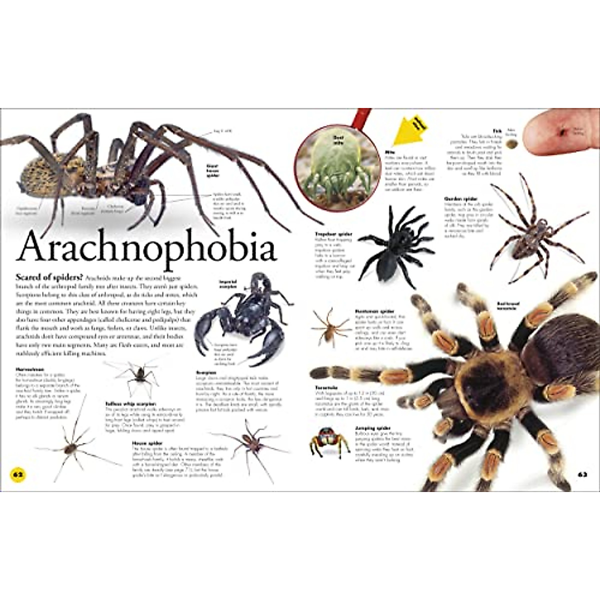 Everything You Need to Know About Bugs